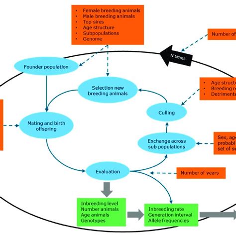 Set Up Of Pointer Software For Simulation Of Genetic Management Download Scientific Diagram