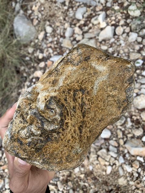 Central Texas Is This Rock A Fossil Kind Reminds Me Of A Sponge But Im Not Sure Thank You