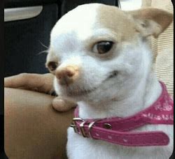 Chihuahua  Chihuahua Discover And Share S