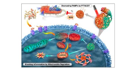 Adaptive Nanoparticle Mediated Modulation Of Mitochondrial Homeostasis