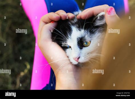 Defocus Female Hand Stroking And Caress Cute Black And White Cat Kitten With Yellow Eyes Pet