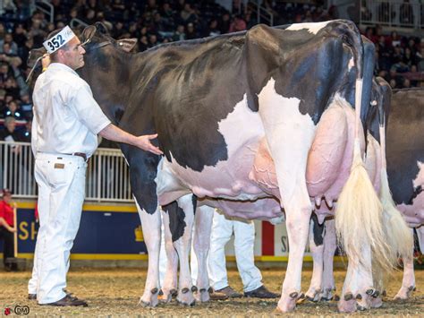 Royal Winter Fair Holstein Production Cow Class The Bullvine