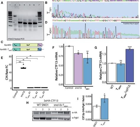 A Case Of Convergent Gene Interference In The Budding Yeast Knockout Library Causing Chromosome