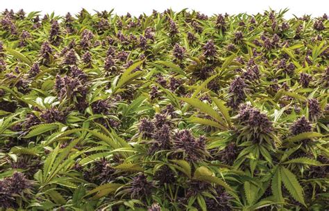 Black Weed Plant