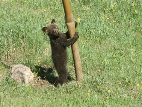 Black Bear Cub Working On Her Pole Dancing Routine Scrolller