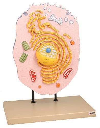 Eisco Plastic Animal Cell Electron Microscopic Structure 3d Import