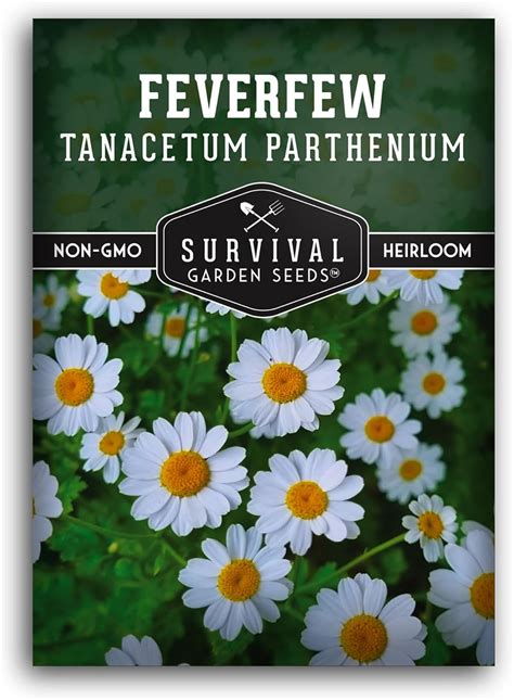 Feverfew Seeds For Planting Perennial Daisy Like Flower