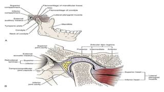 TEMPORAL AND INFRATEMPORAL REGIONS Pptx TEMPORAL AND INFRATEMPORAL REGIONS Pptx