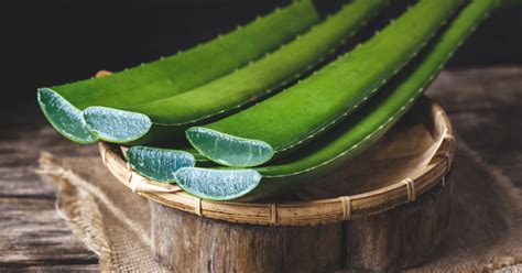Laloe Vera Une Plante Une Histoire