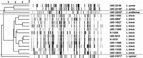 Aflp Patterns And Corresponding Dendrogram Derived From The Upgma