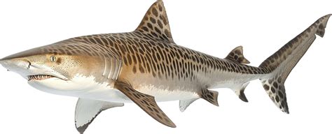 Tiger Shark Swimming With Distinctive Stripes 46336842 Png