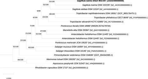 Phylogenomic Tree Showing The Position Of Strain M10 9x T Among Other Download Scientific