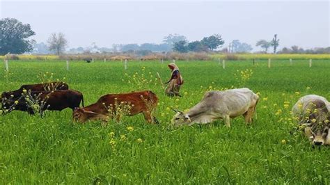 खेतों में तारबंदी की जरूरत नहीं होगी आवारा पशुओं से फसल बर्बाद होने से बचाएगा ये तरीका बस कर