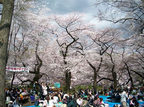 Gratz Industries Japan Trip Hanami Cherry Blossom Viewing