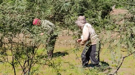 Gran Hallazgo Un Nuevo Pez Killi Gigante Unlp