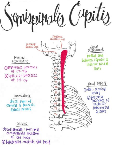 Semispinalis Capitis Muscle Anatomy Human Anatomy And Physiology