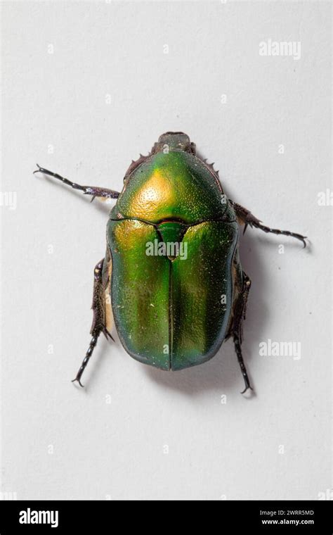 A Striking Green Beetle Exhibits Its Vibrant Colors And Shiny Carapace Isolated On White Stock