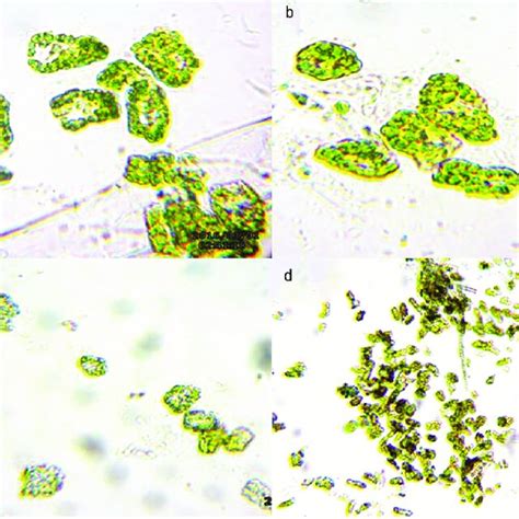 Protoplasts Isolation By Enzymatic Method A C Protoplasts Of