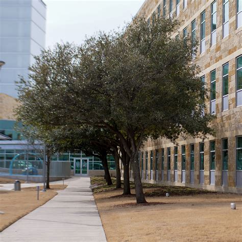 Tree Inventories Tree Care Trimming Removal Service Dallas Texas Tree