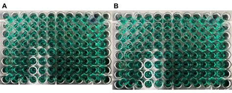Video Malachite Green Assay For The Discovery Of Heat Shock Protein 90