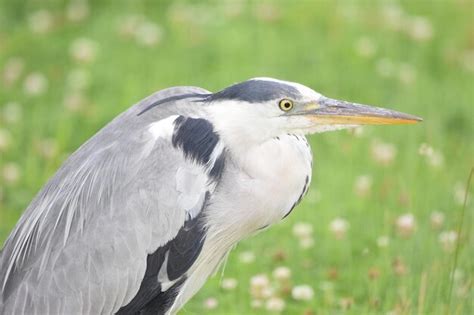 Cute Heron Images Free Download On Freepik