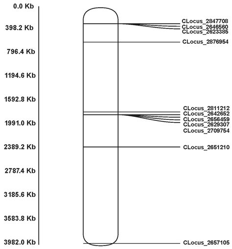 Sex Linked Loci On The W Chromosome In The Multi Ocellated Racerunner