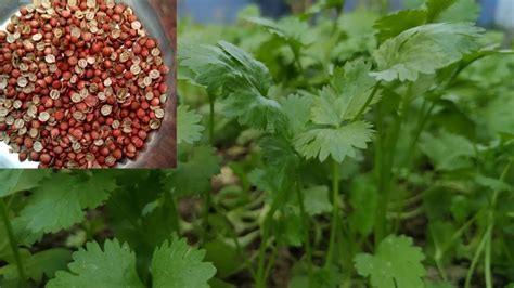 Grow Corriander With These 5 Simple Steps Step By Step Guide For Growing Corriander Cilantro