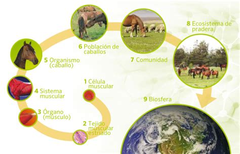 Niveles De Organizacion Y Clasificacion De Los Organismos Mayo 2019