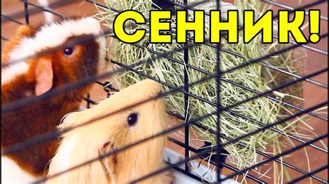 Сено для морской свинки: как сделать сенник своими руками и обеспечить ...