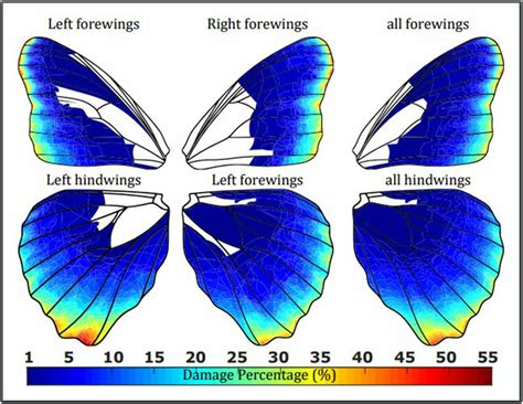 Frequency Of Damage In The Forewing And Hindwing Of The Butterfly V