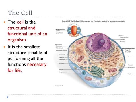 PPT Cell Biology Cell Structure And Function PowerPoint Presentation ID