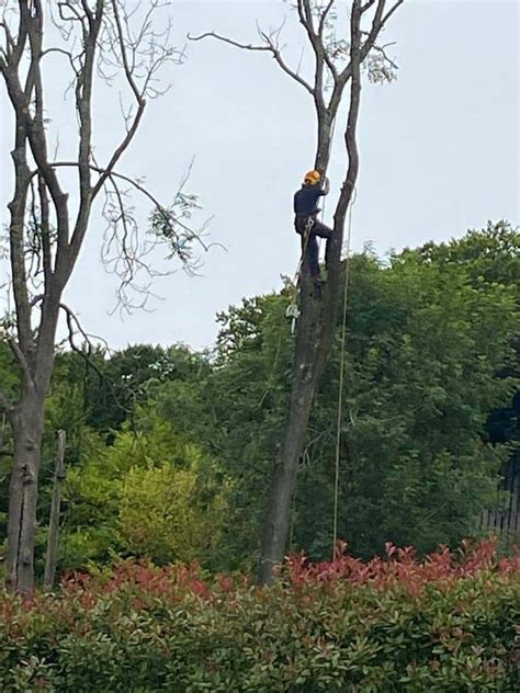 Bury St Edmunds Tree Surgeons Best Tree Surgery Services