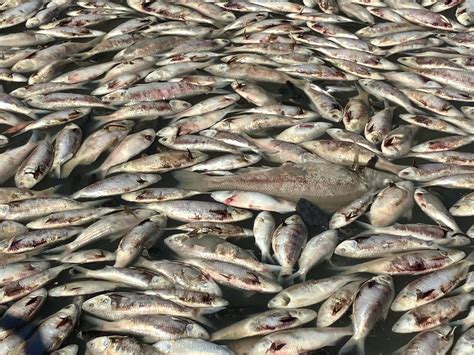 Millions Of Dead Fish Blanket Australian River In Hypoxia Disaster
