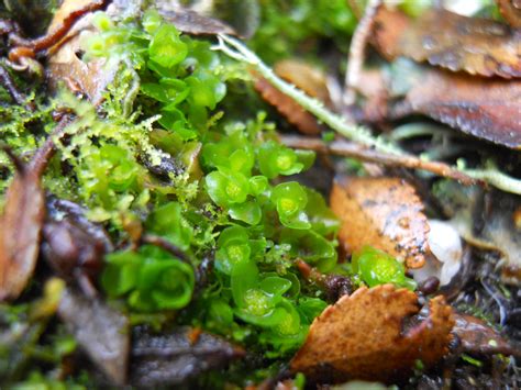 Bryophytes Mosses