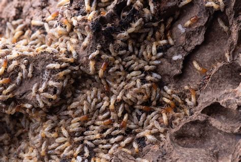 Termites Online