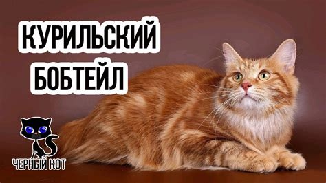 Курильский бобтейл – удивительная кошка с пушистым помпоном вместо ...