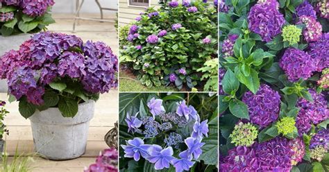 17 Best Types Of Purple Hydrangea Varieties