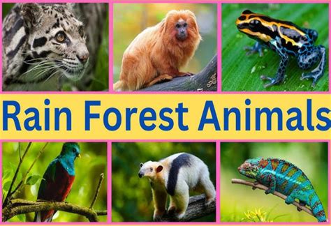 Wild Wonders Of Asia Exploring The Fascinating World Of Asian Animals