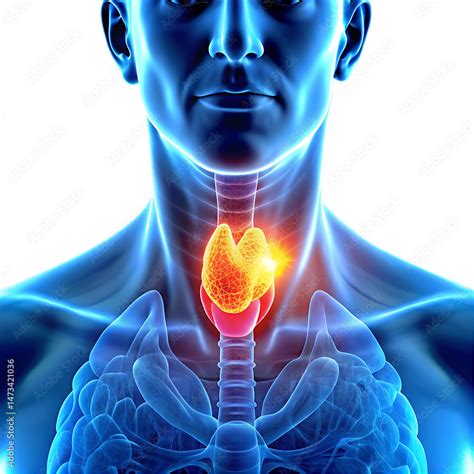 Understanding Thyroid Problems A Visual Guide Stock Illustration