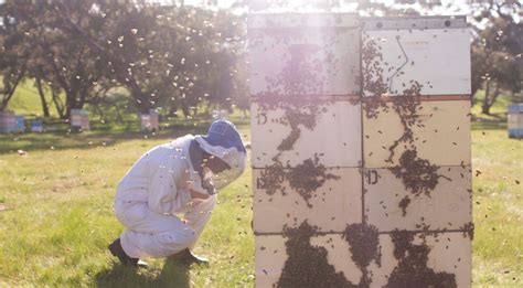 Faq Varroa Mite In Australia Capilano Honey