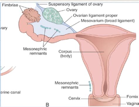 Normal Menstrual Cycle And Its Abnormalities Flashcards Quizlet