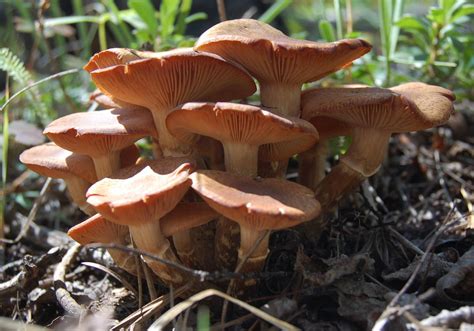 Download Cute Brown Mushrooms With Unique Shape Wallpaper