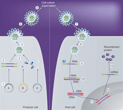 What Is A Retroviral Vector Ppt Gene Therapy Powerpoint