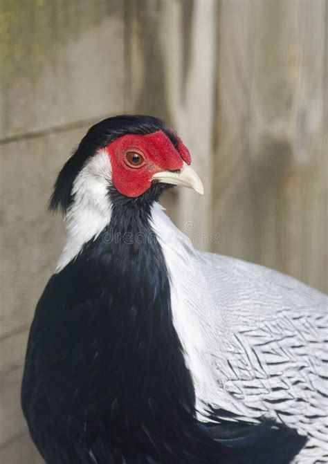 Male Silver Pheasant Lophura Nycthemera Stock Image Image Of Black