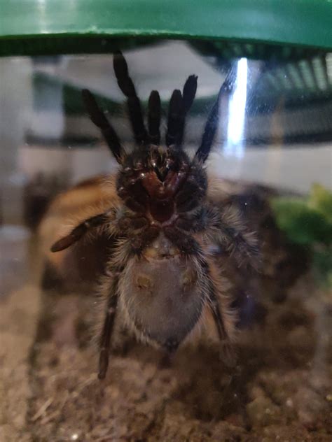 Can Anyone Help Me Figure Out The Sex Of My T R Tarantulas
