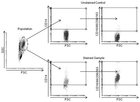 Gating Strategy For Flow Cytometry Facs Analysis Of Surface Markers Download Scientific