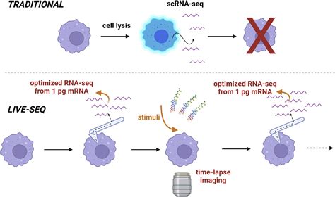 Single Cell Temporal Transcriptomics From Tiny Cytoplasmic Biopsies Cell Reports Methods