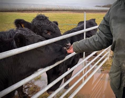 Meet The Mini Moos Travel Buddies