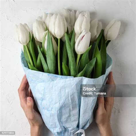 여자와 포장지 파란색에서 흰색 튤립 부케 흰색 콘크리트 바탕에 손 최고의 볼 수 있습니다 플랫이 하다 부활절 어머니의 일을 위한 엽서입니다 소셜 네트워크에 대 한 사각형