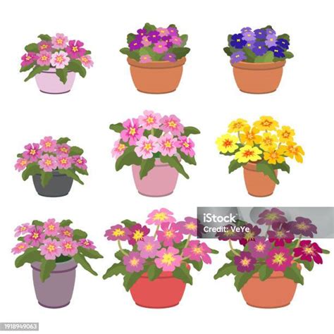 제비꽃과 앵초가 있는 화분 등척성 가정 식물 벡터 일러스트 레이 션입니다 화분 원예용품에 대한 스톡 벡터 아트 및 기타 이미지 화분 원예용품 꽃 식물 프림로즈